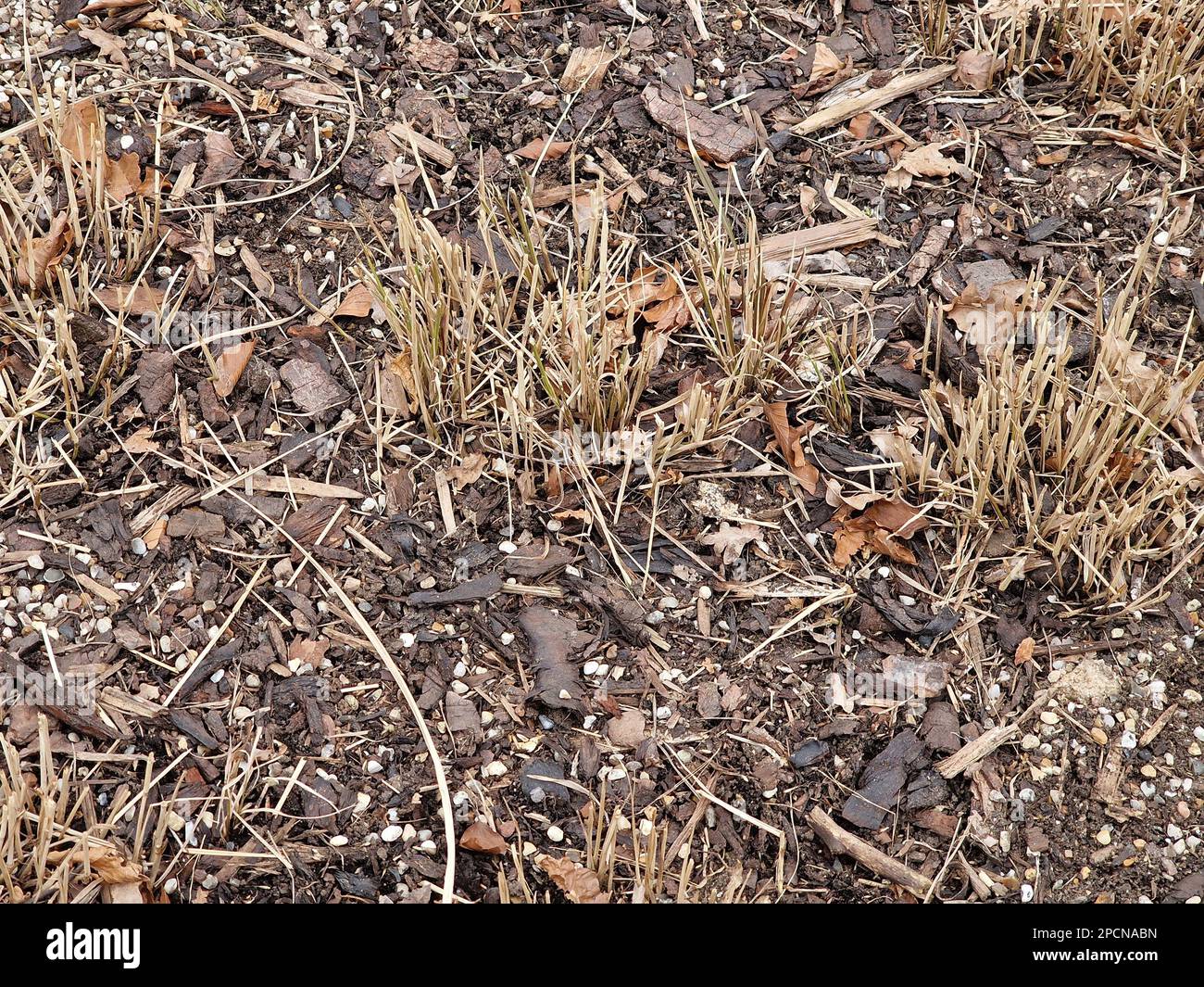 Winter pruning panicum virgatum shenandoah Stock Photo - Alamy