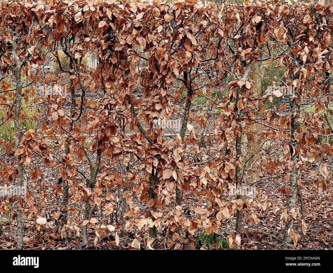 Brown winter leaves retained on the beech garden hedge seen in winter ...