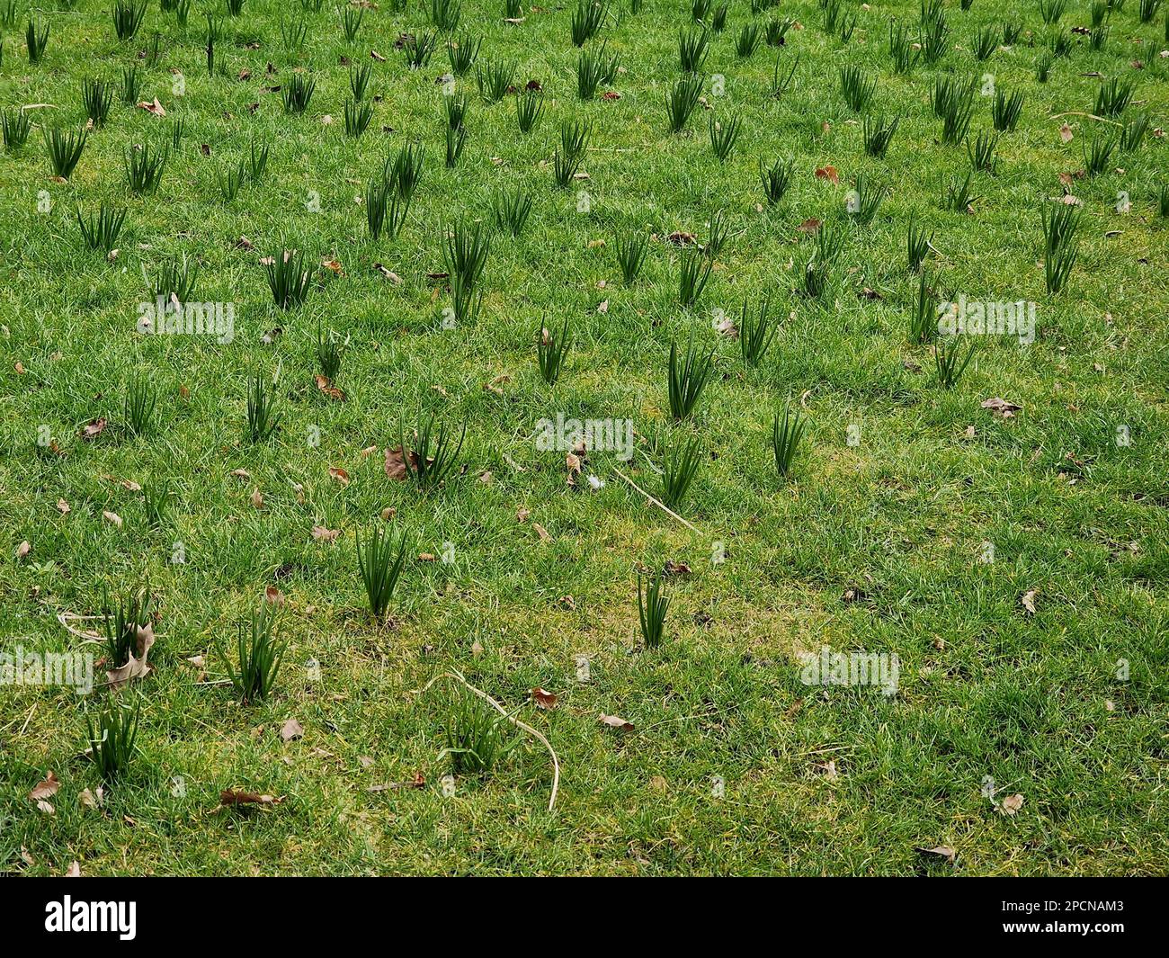 New growth of plants planted in the lawn seen emerging in late winter ...