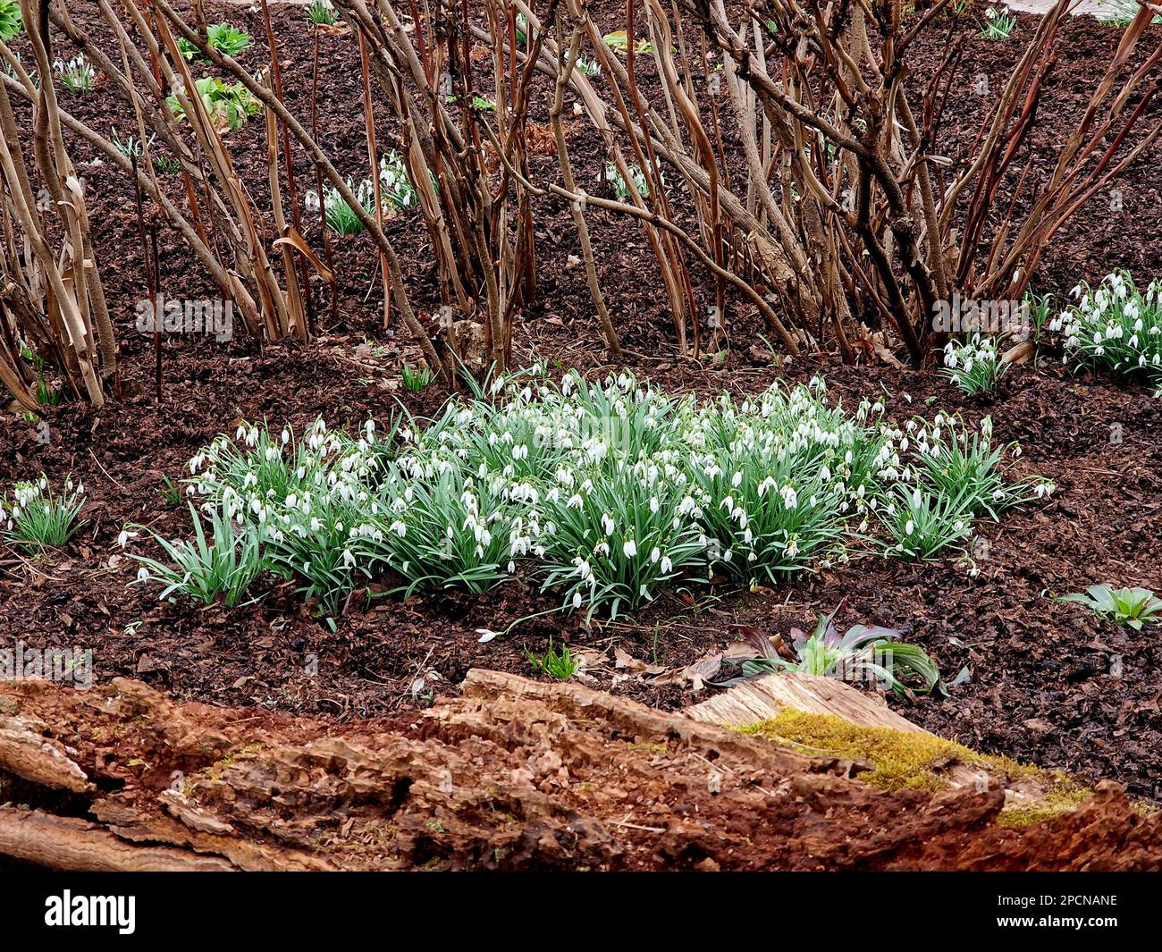 Gaslanthus nivalis hi-res stock photography and images - Alamy