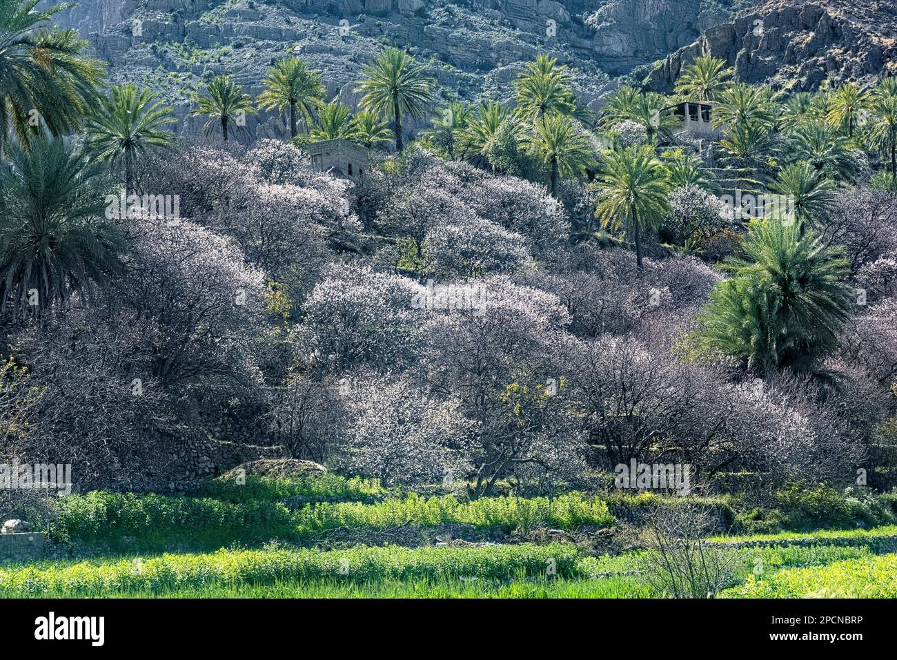 Apricot trees in blossom in the Western Hajar Mountains, Wakan, Oman ...
