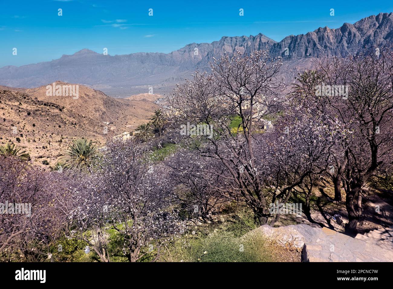 Flowers of oman hi-res stock photography and images - Alamy
