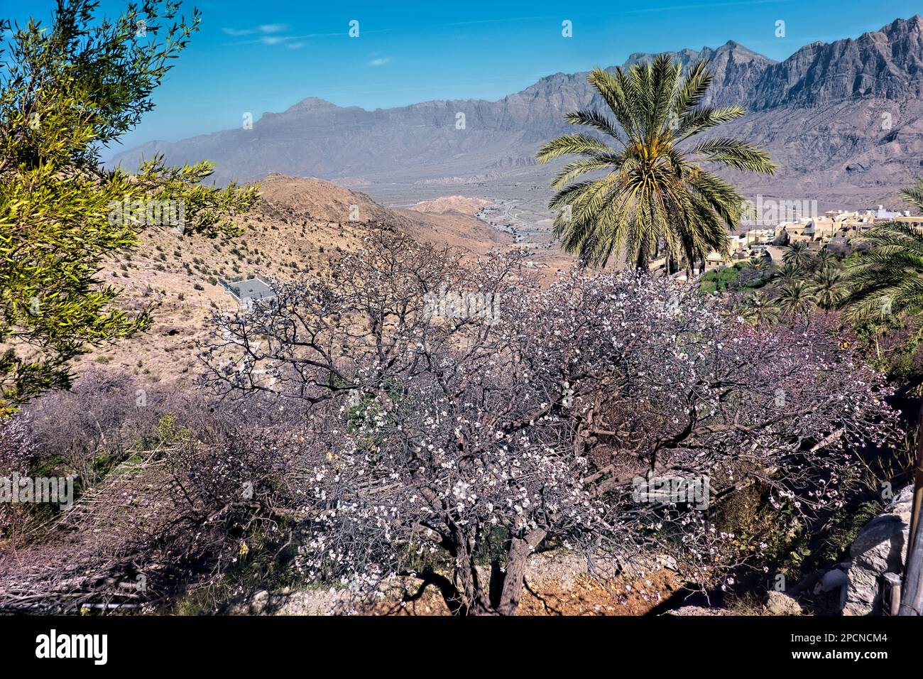 Apricot trees in blossom in the Western Hajar Mountains, Wakan, Oman ...