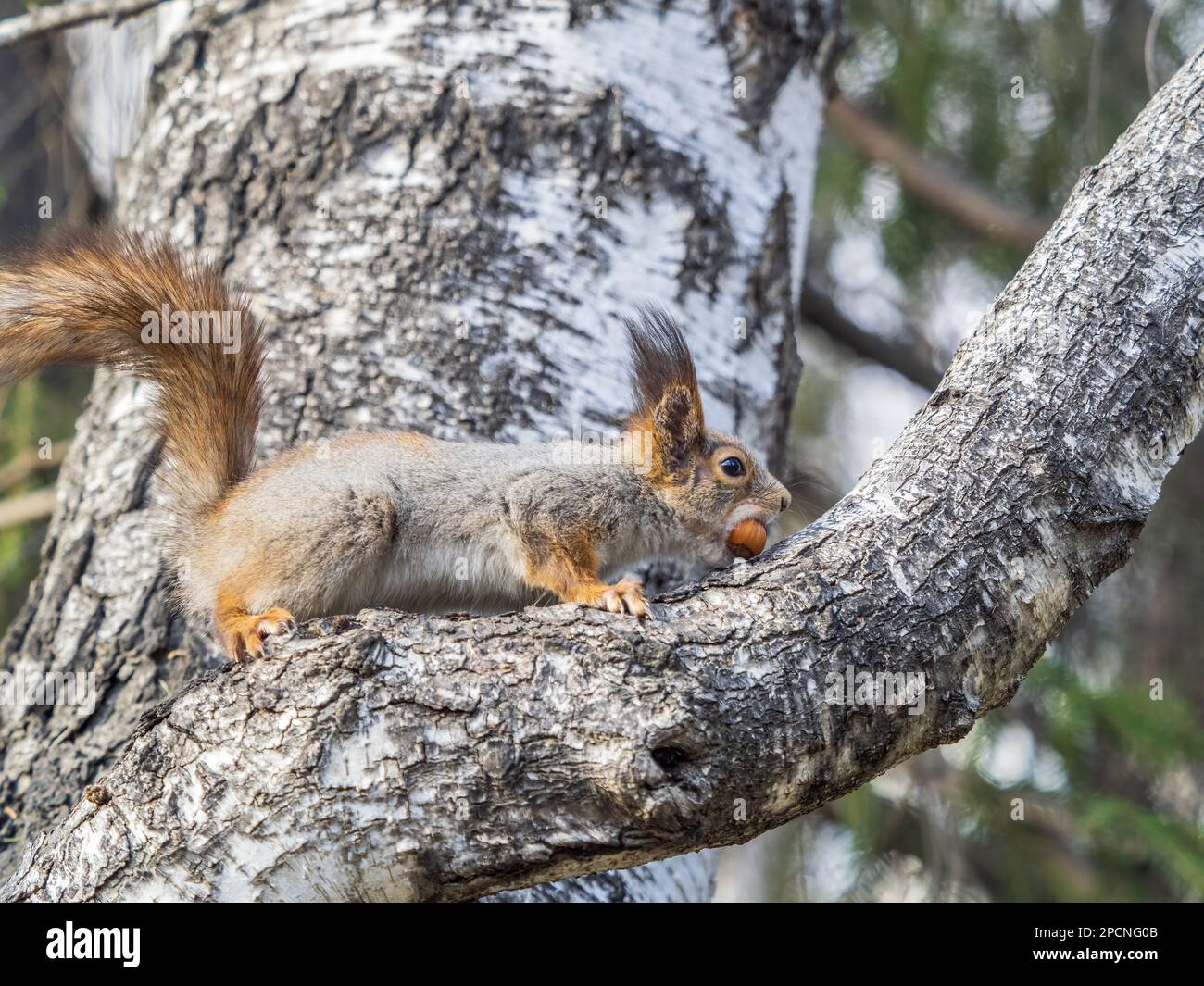The squirrel with nut sits on a branches in the spring or summer ...