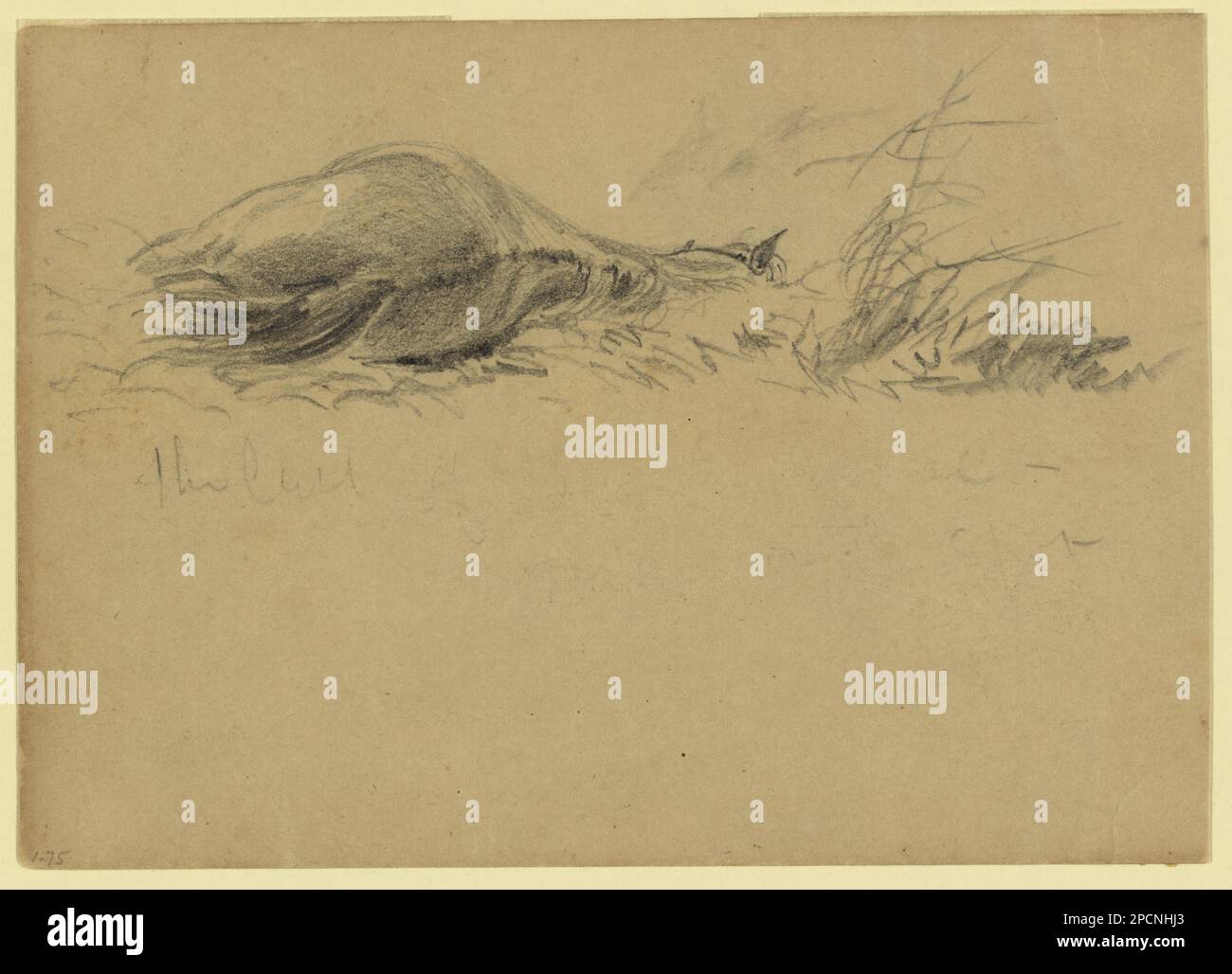 A dead horse. Morgan collection of Civil War drawings. Horses, 1860 ...