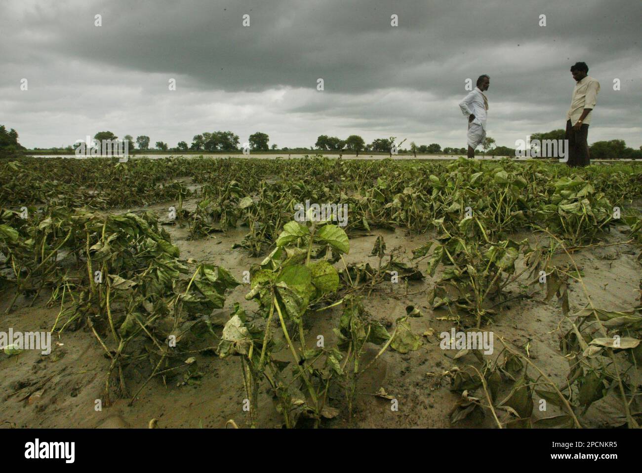 Farmers Anand Rao Yadav, left, and Laxman Atma Ram stand next to their field of pulses damaged ...
