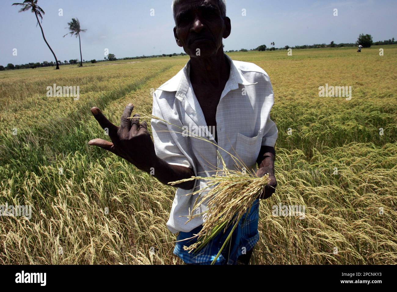 Sri Lankan farmer K.A. DeSouza displays dried rice crop in his field in Somapura, in eastern ...