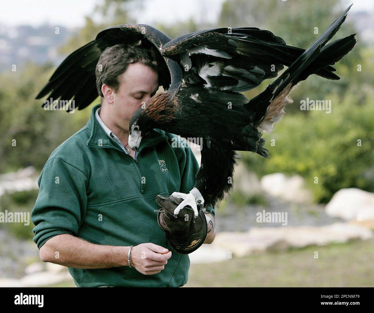 Gabby a Wedge-tailed eagle wraps her wing around keeper Mathew Kettle ...
