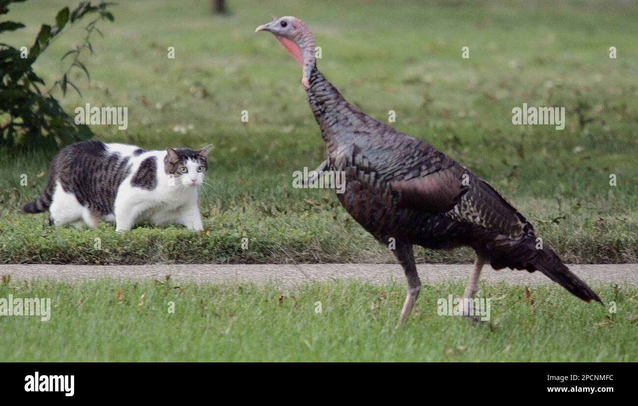 Turkey Dressed Up Like Cat