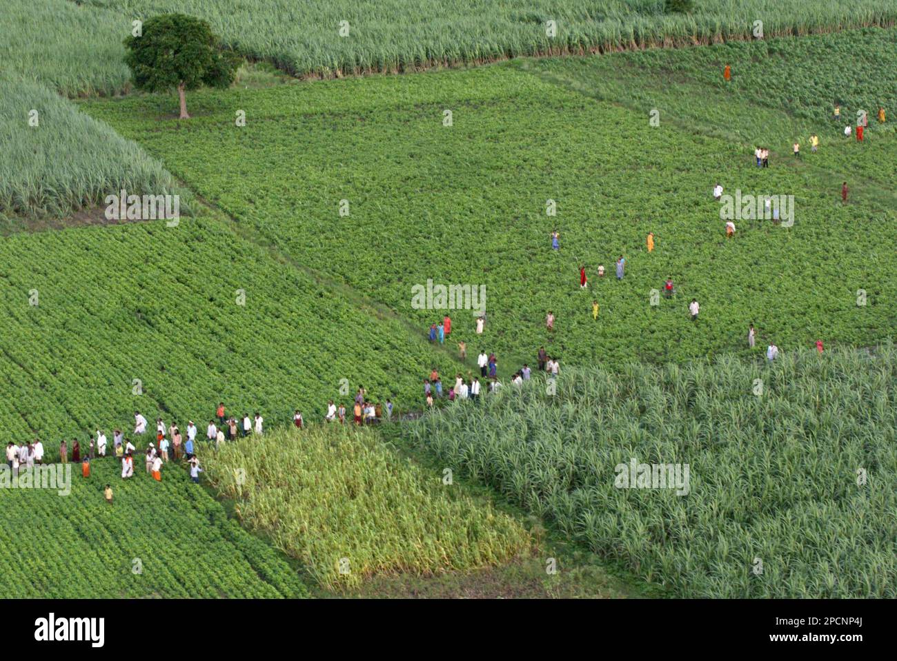 Villagers displaced by floods, run into fields to collect food packets ...