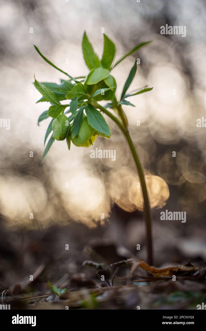 Helleborus odorus, commonly called fragrant hellebore in forest Stock ...