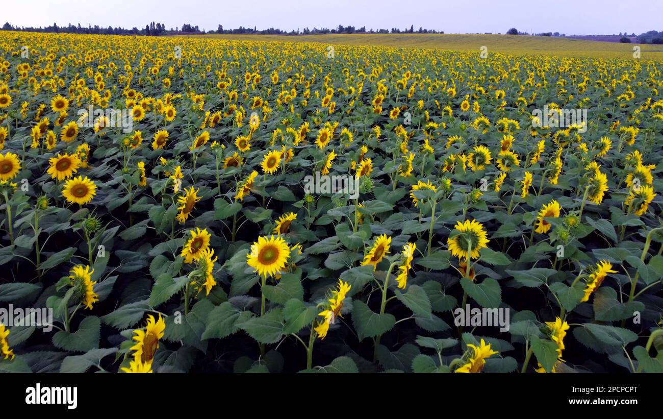 Sunflower field. Large field of blooming sunflowers. Flying over ...