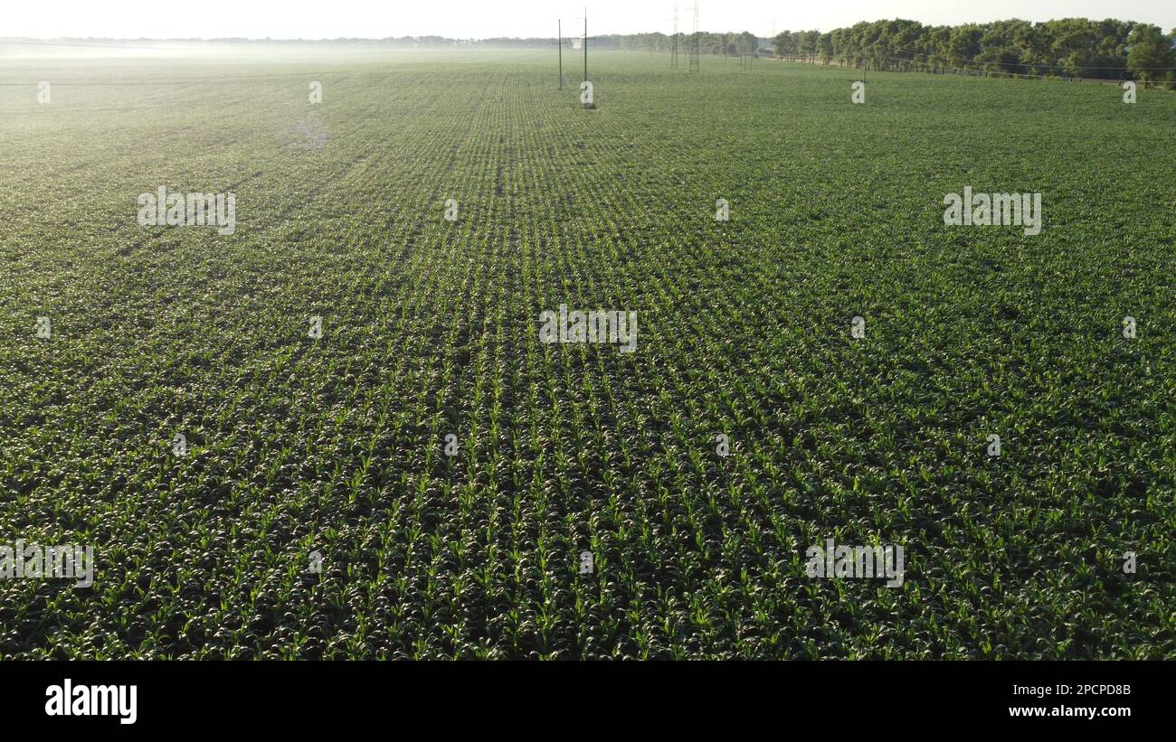Cornfield. Field corn. Field of young corn sprouts on early summer ...