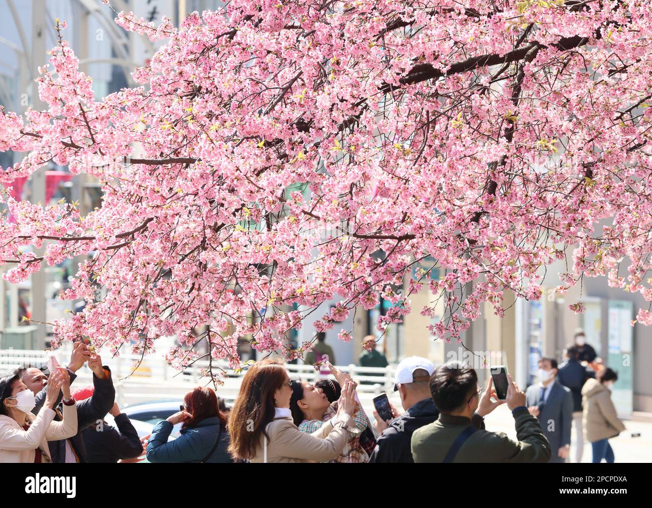 Tokyo, Japan. 14th Mar, 2023. People admire cherry blossoms at the Ueno ...