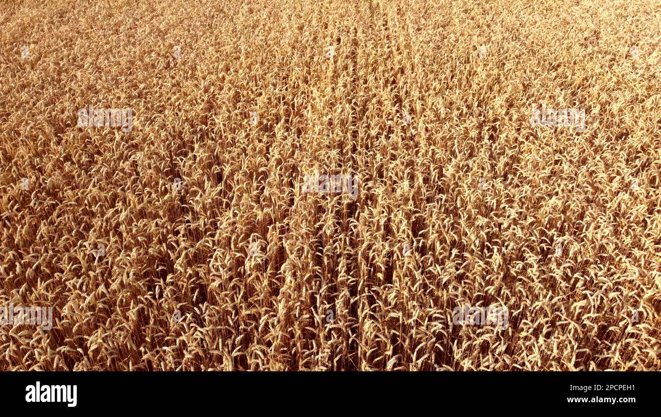 Wheat field. Field ears spikes of ripe wheat. Golden ripened wheat ...
