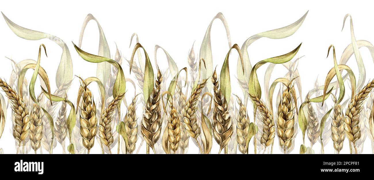 Banner of wheat ear, barley watercolor illustration isolated on white ...