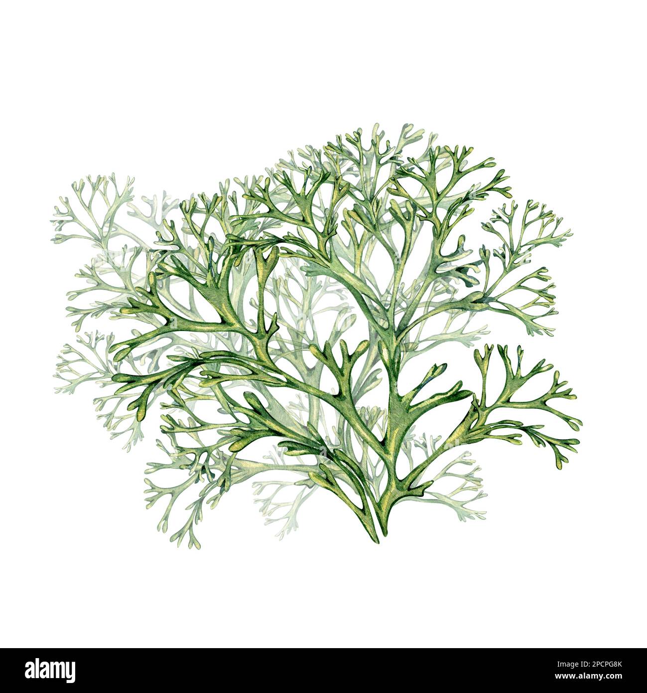 Green sea plant watercolor illustration isolated on white background ...