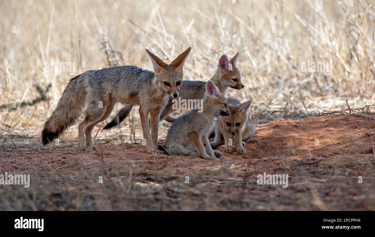 Cape fox (Vulpes chama) Kgalagadi Transfrontier Park, South Africa ...