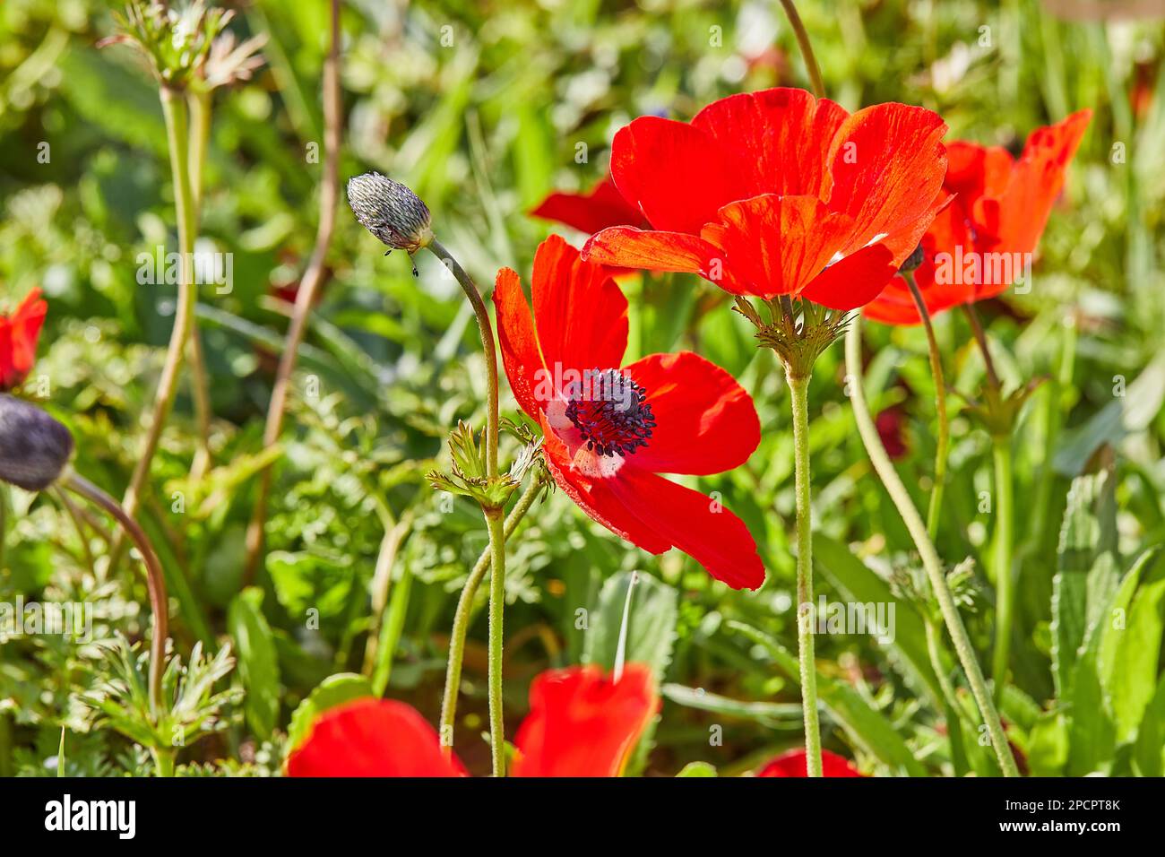 Wild red anemone flowers blooms close-up in spring. Desert of the Negev ...