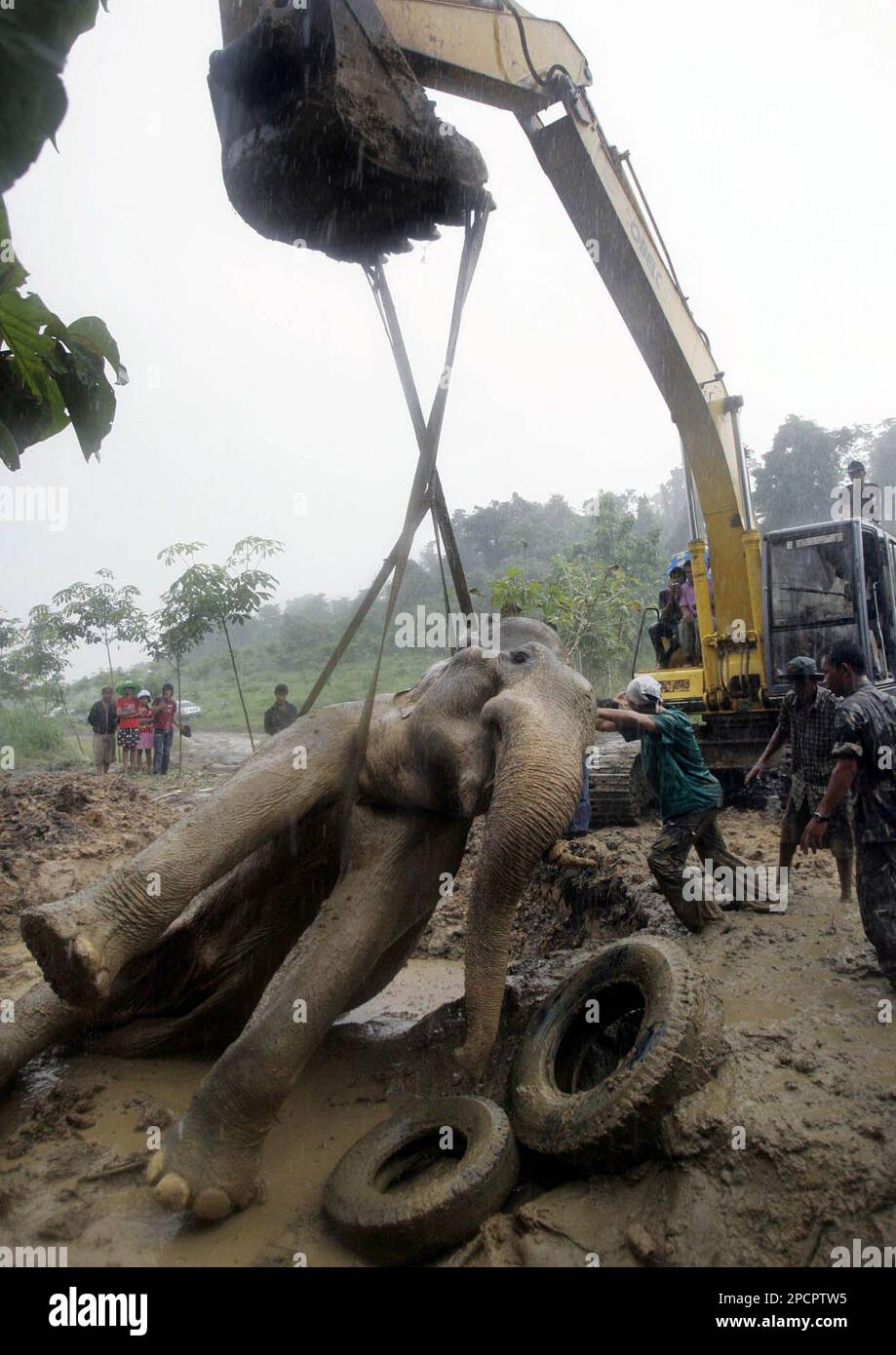 A wild elephant is hoisted in the air while being lifted by a backhoe ...