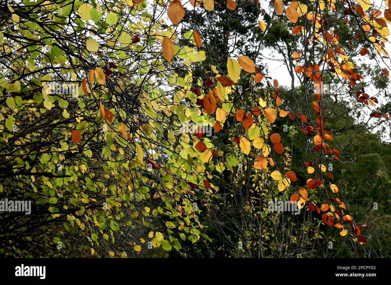 Autumn colours in Hogsback, South Africa Stock Photo - Alamy