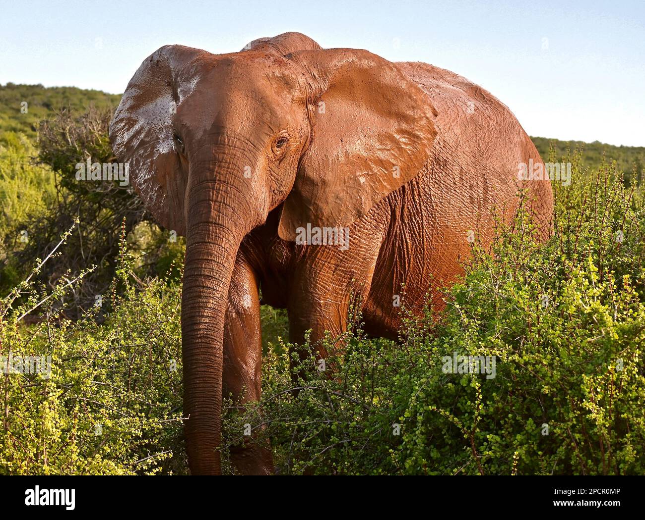 Wildlife at Addo Elephant National Park, Port Elizabeth, South Africa ...
