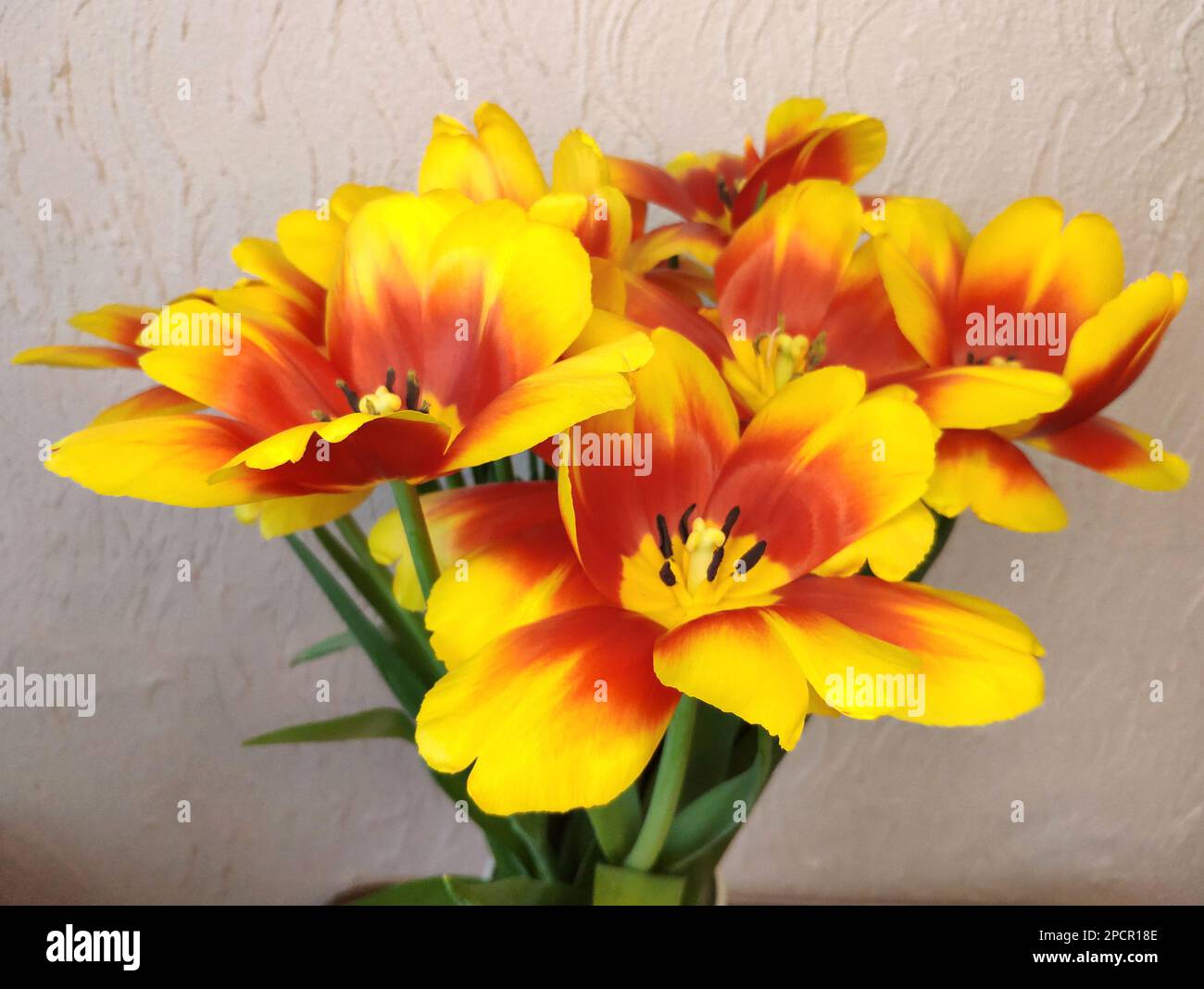 Beautiful Bright Red Orange Yellow Tulip flower close-up Stock Photo ...