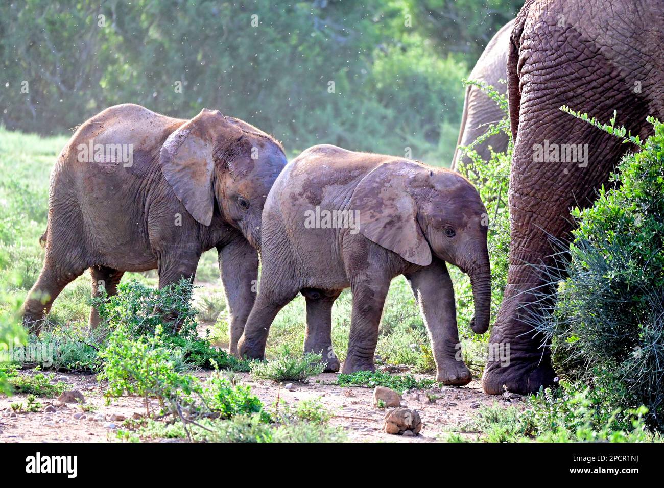 Wildlife at Addo Elephant National Park, Port Elizabeth, South Africa ...