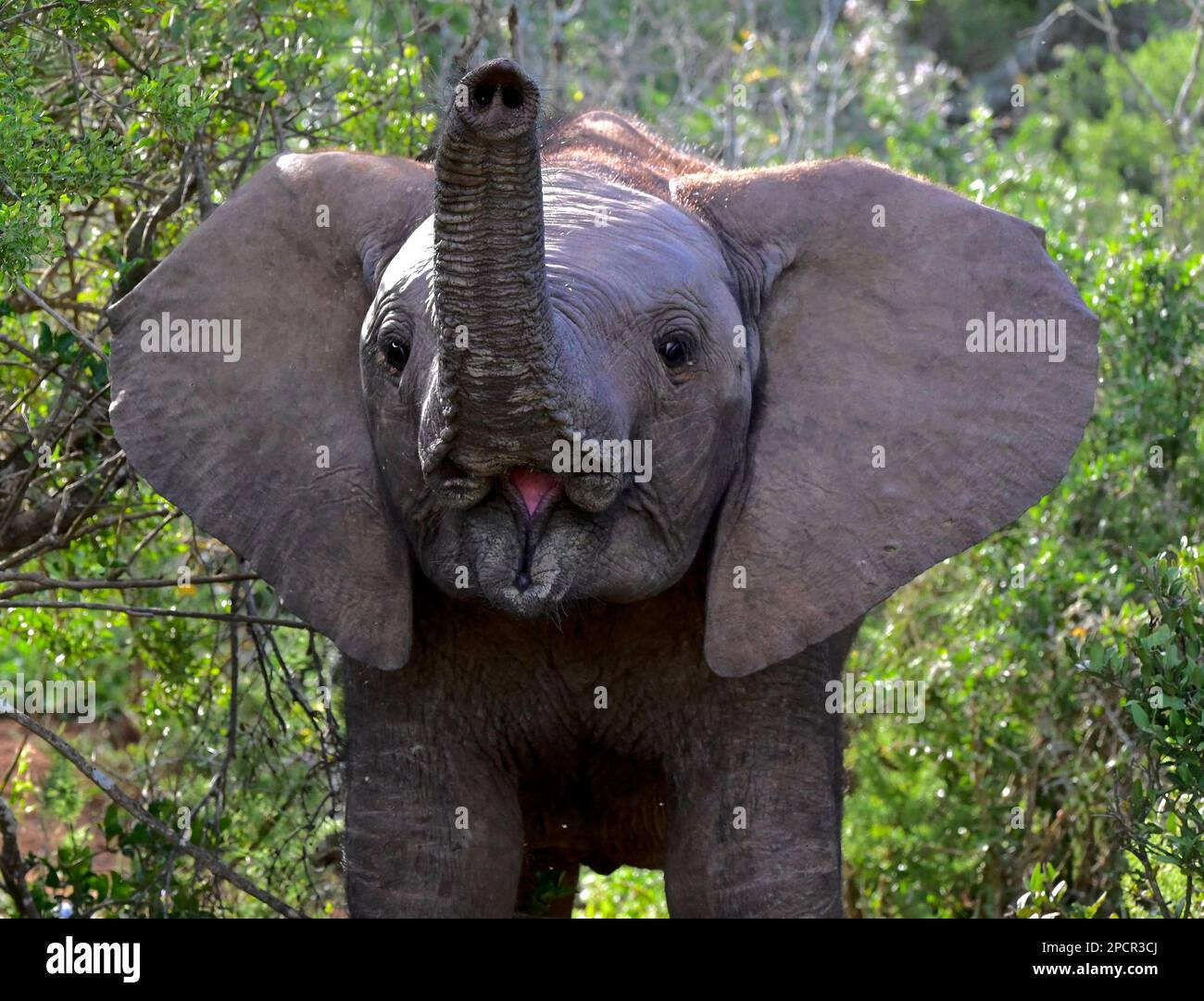 Wildlife at Addo Elephant National Park, Port Elizabeth, South Africa ...