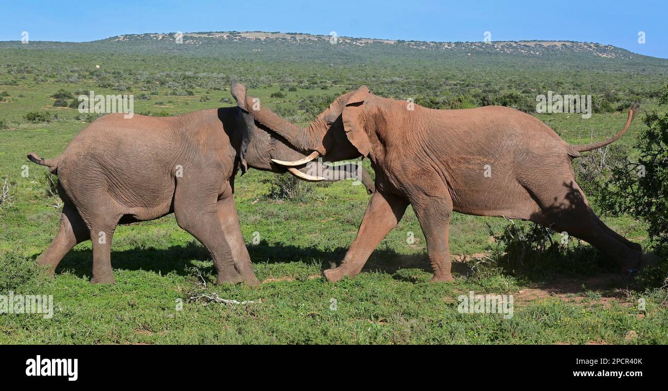 Wildlife at Addo Elephant National Park, Port Elizabeth, South Africa ...