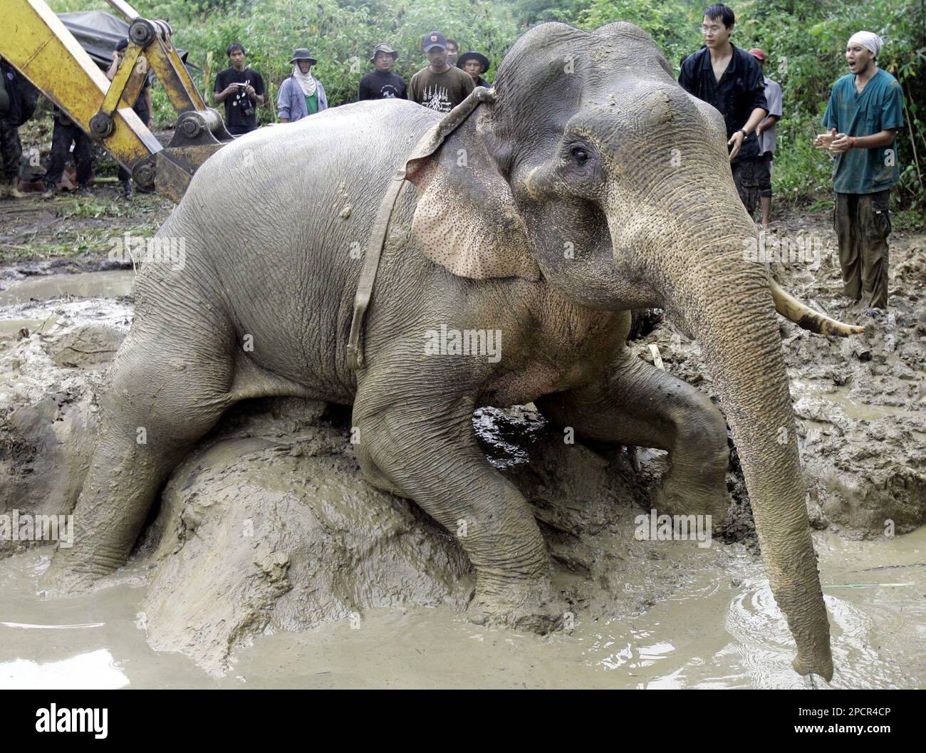 ** APN ADVANCE FOR SUNDAY JULY 30 ** A wild elephant briefly stands on ...