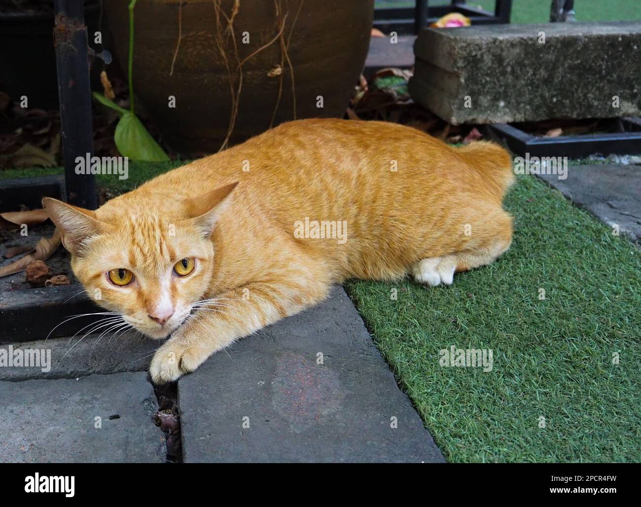 Yellow Cat Looking Suspiciously At Something Stock Photo Alamy