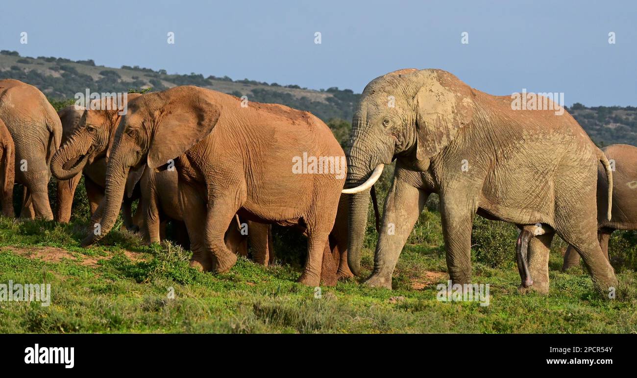 Wildlife at Addo Elephant National Park, Port Elizabeth, South Africa ...