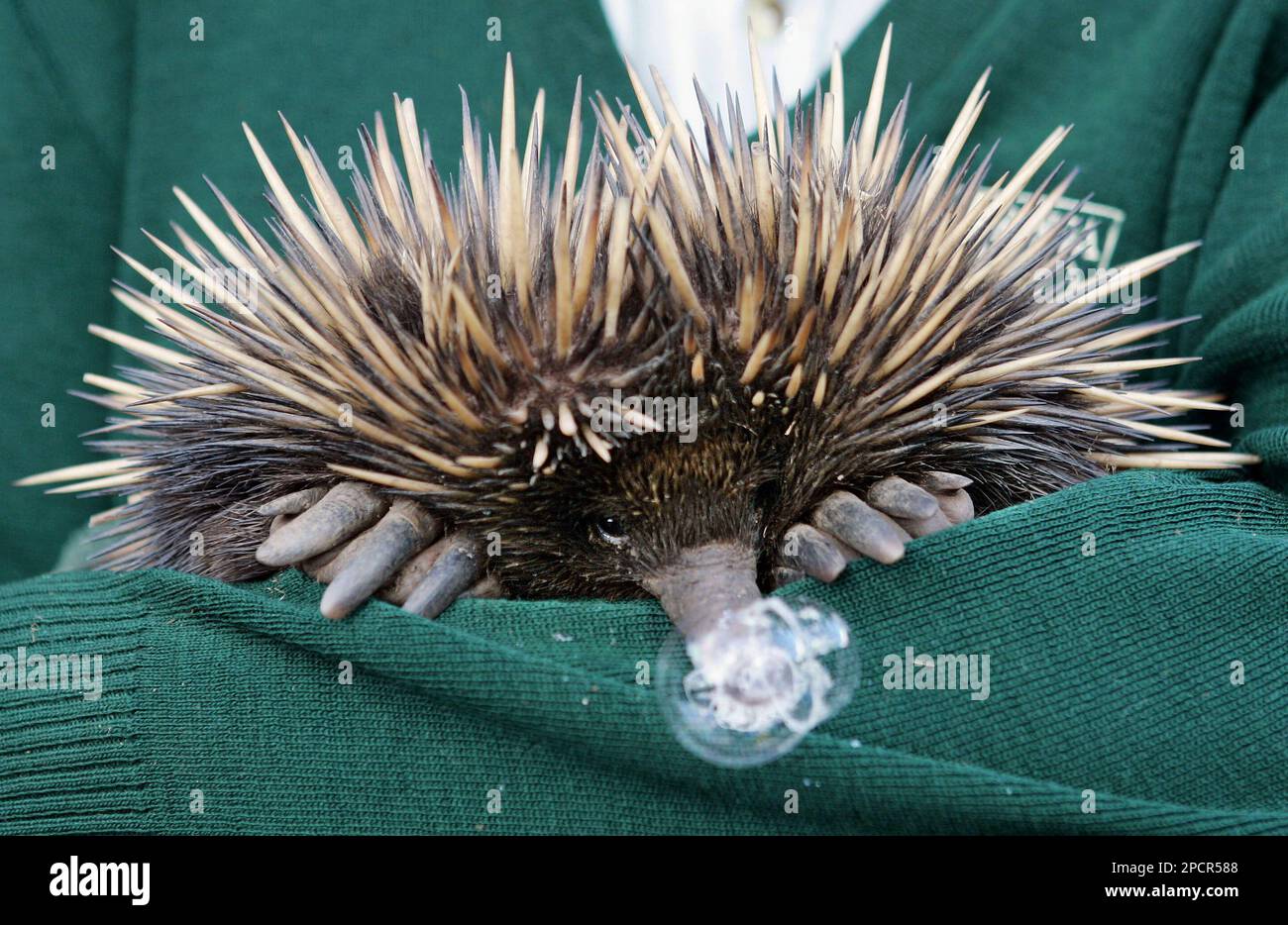 "Cess," short-beaked echidna blows a bubble from her nose while in the care of a zoo keeper at ...