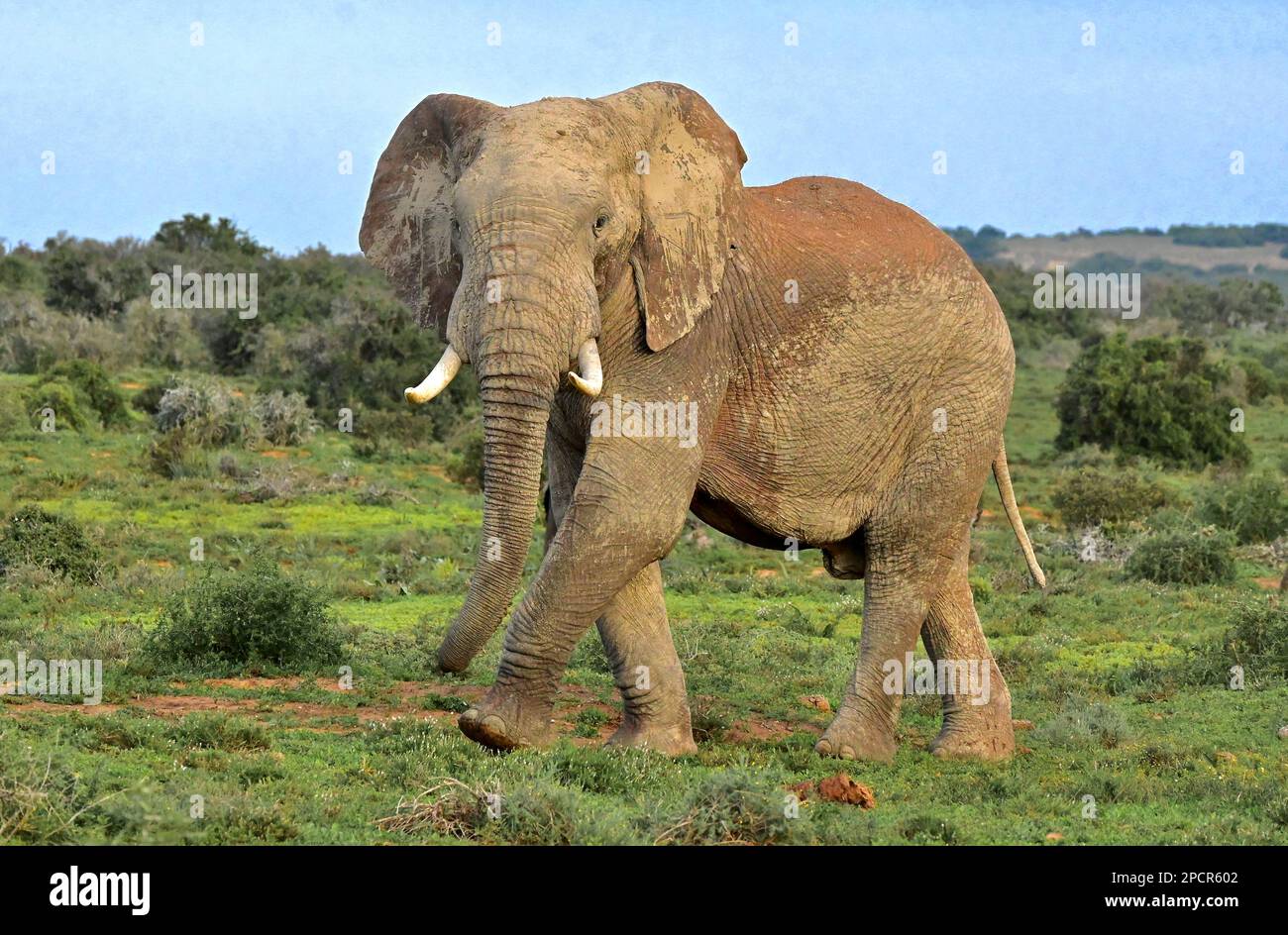 Wildlife at Addo Elephant National Park, Port Elizabeth, South Africa ...