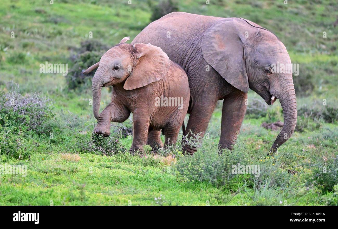 Wildlife at Addo Elephant National Park, Port Elizabeth, South Africa ...