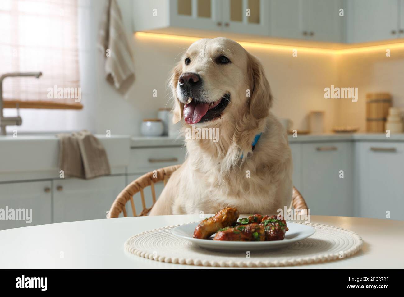 Cute hungry dog sitting in front of plate with fried meat indoors Stock ...