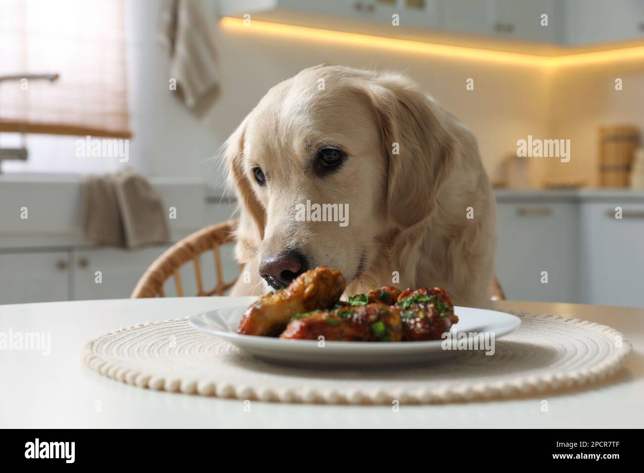 Cute dog trying to steal fried meat from table in kitchen Stock Photo ...