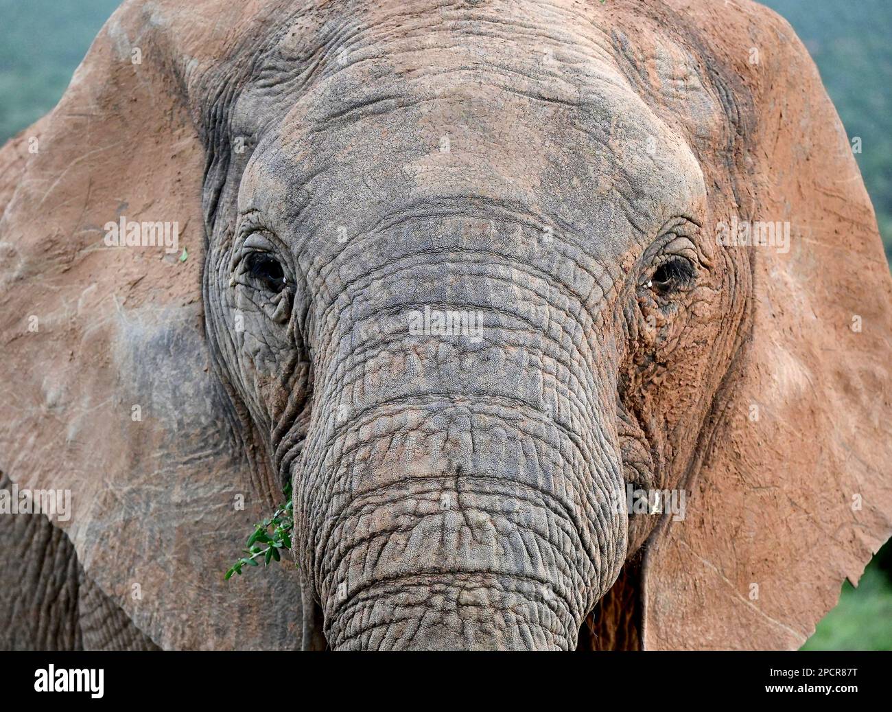 Wildlife at Addo Elephant National Park, Port Elizabeth, South Africa ...