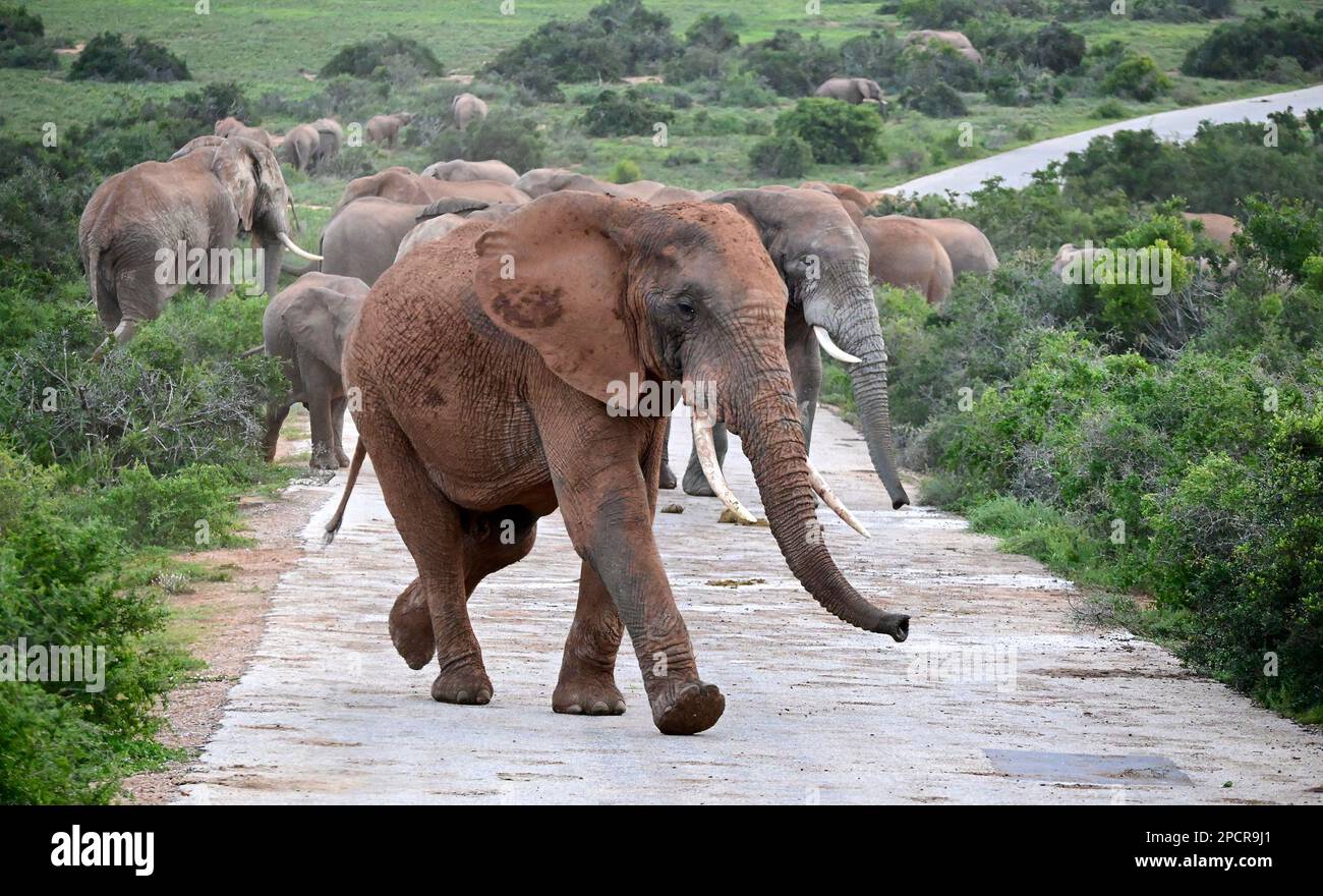Wildlife at Addo Elephant National Park, Port Elizabeth, South Africa ...