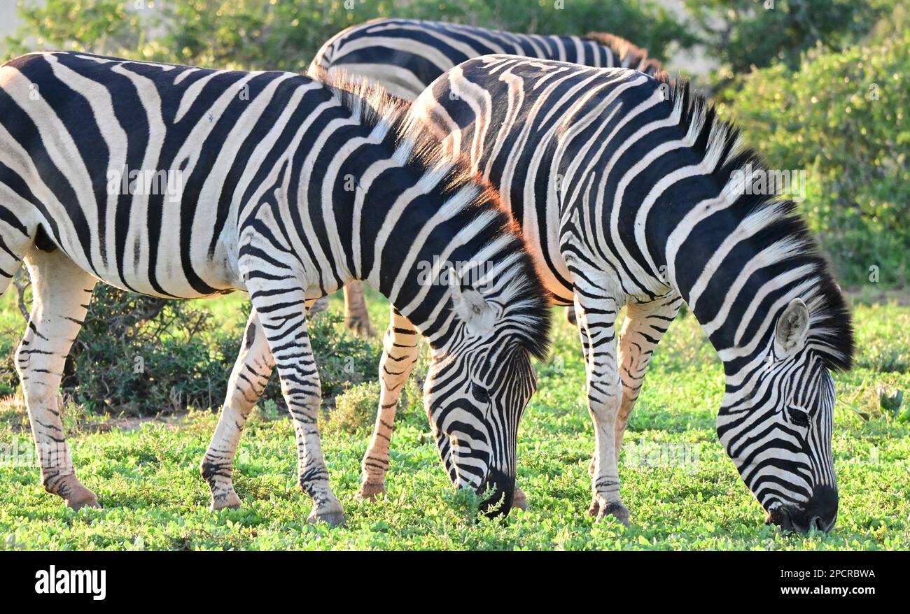 Wildlife at Addo Elephant National Park, Port Elizabeth, South Africa ...