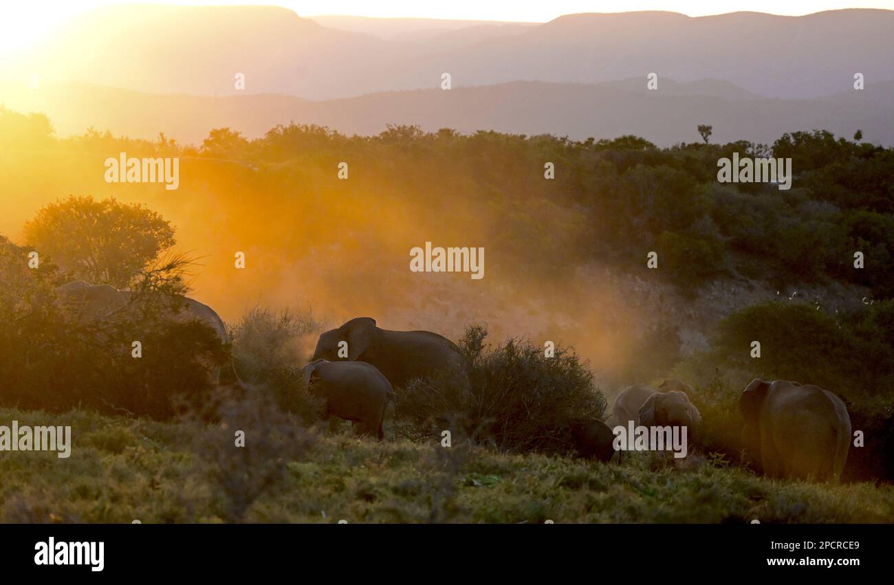 Wildlife at Addo Elephant National Park, Port Elizabeth, South Africa ...