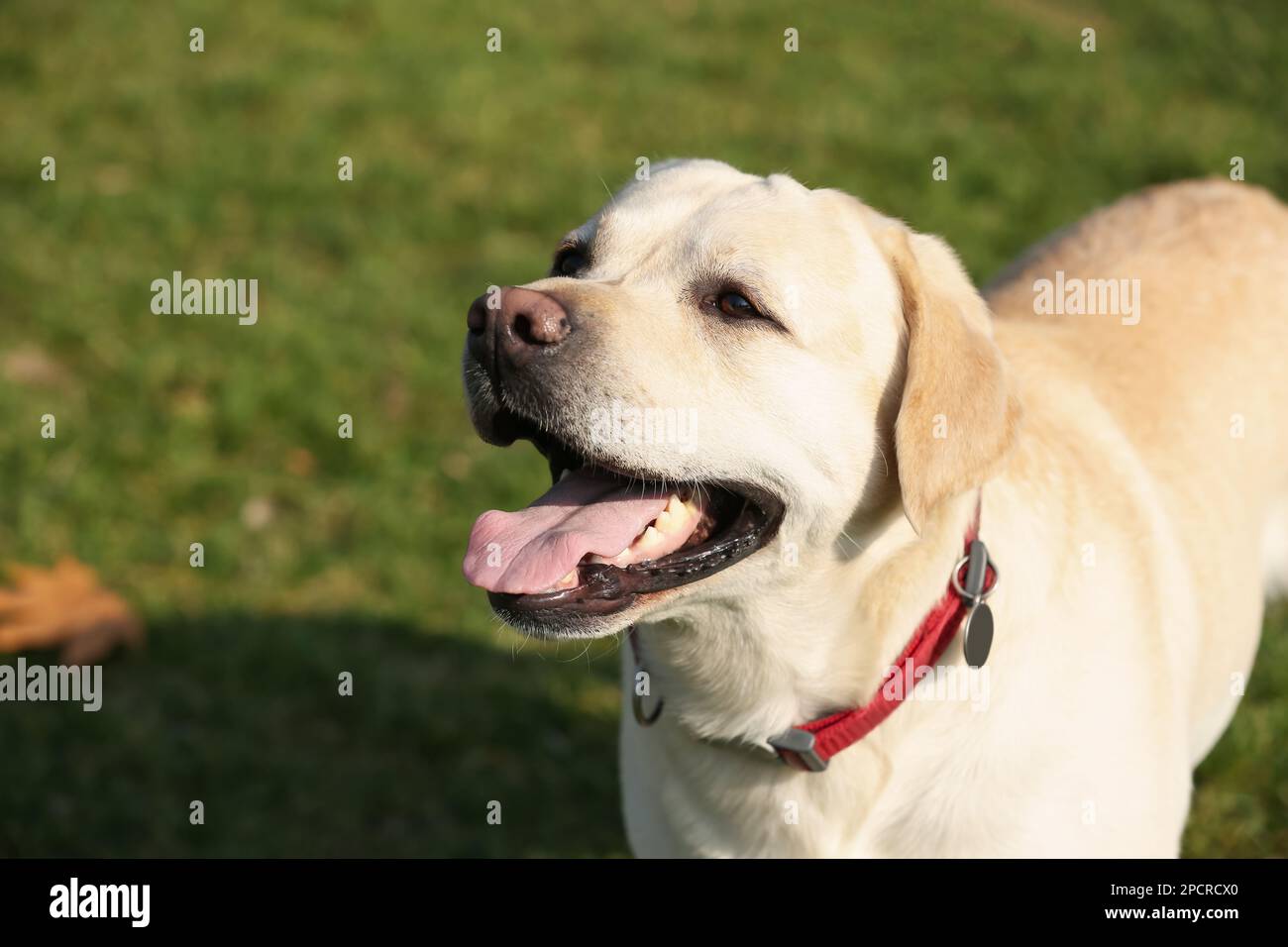 Cute yellow Labrador outdoors on sunny day Stock Photo - Alamy