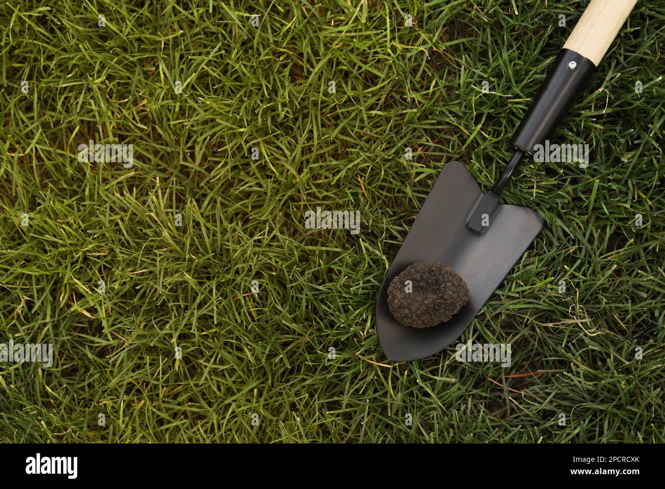 Shovel with fresh truffle on green grass, top view. Space for text ...