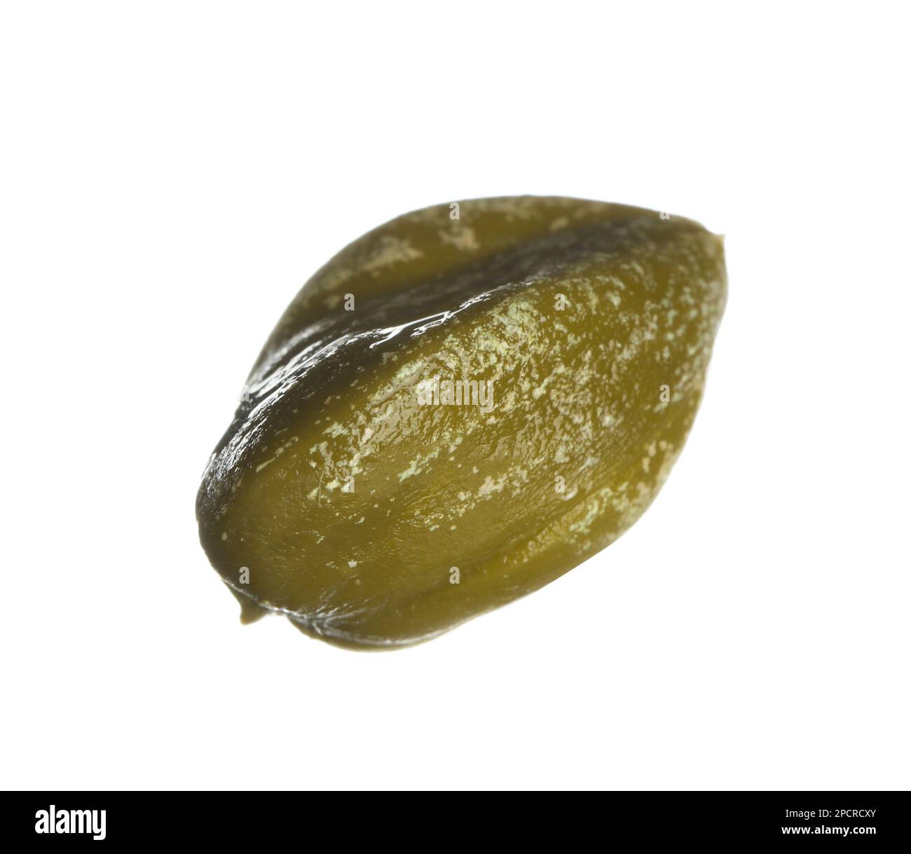 One delicious pickled caper isolated on white Stock Photo - Alamy