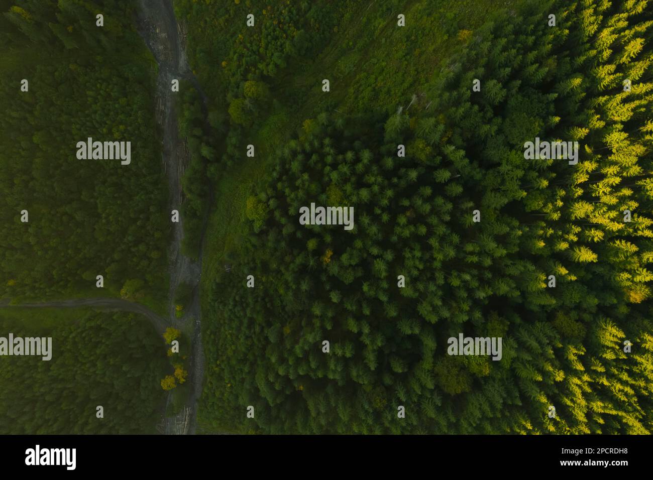 Aerial view of road among green trees. Drone photography Stock Photo ...