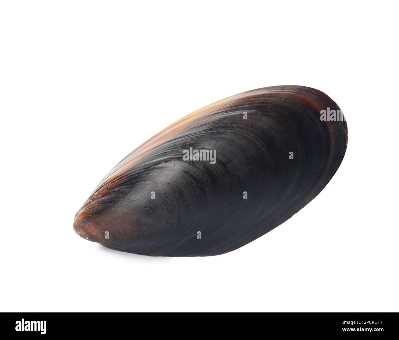 Mytilus mussel Cut Out Stock Images & Pictures - Alamy