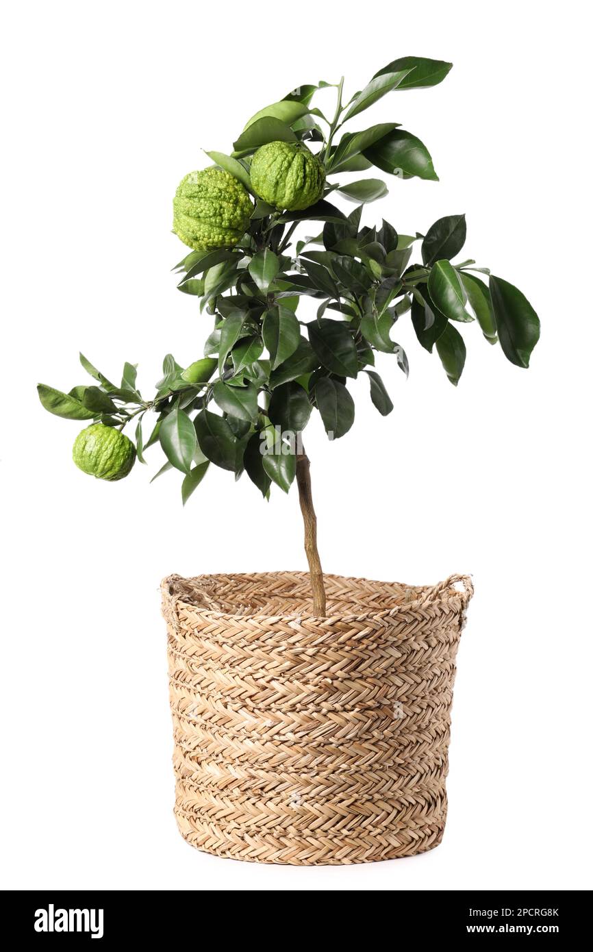 Bergamot tree with fruits in pot on white background Stock Photo - Alamy