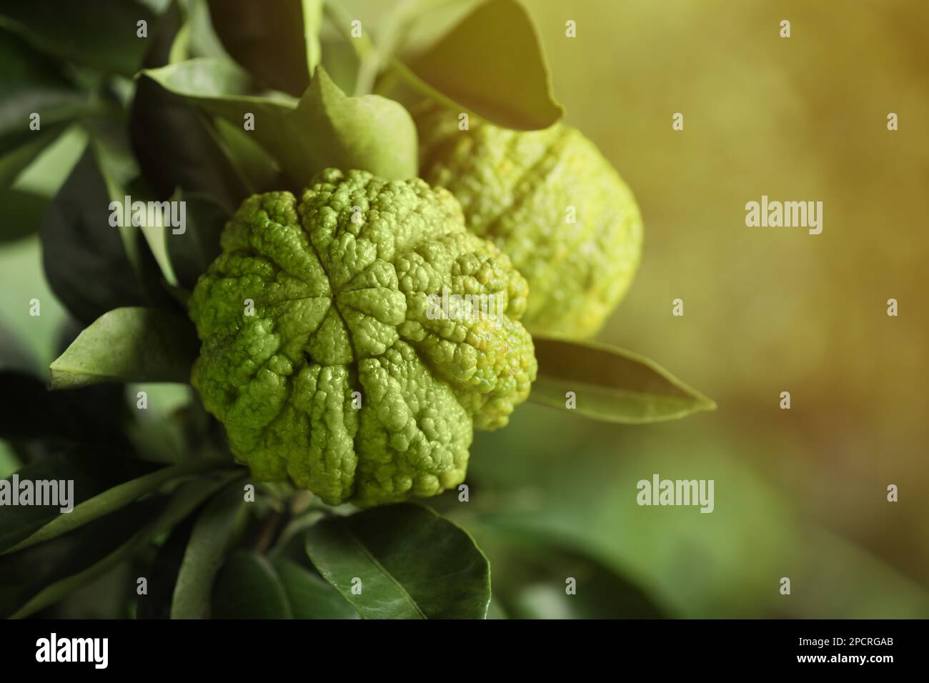 Closeup view of bergamot tree with fruits outdoors Stock Photo - Alamy