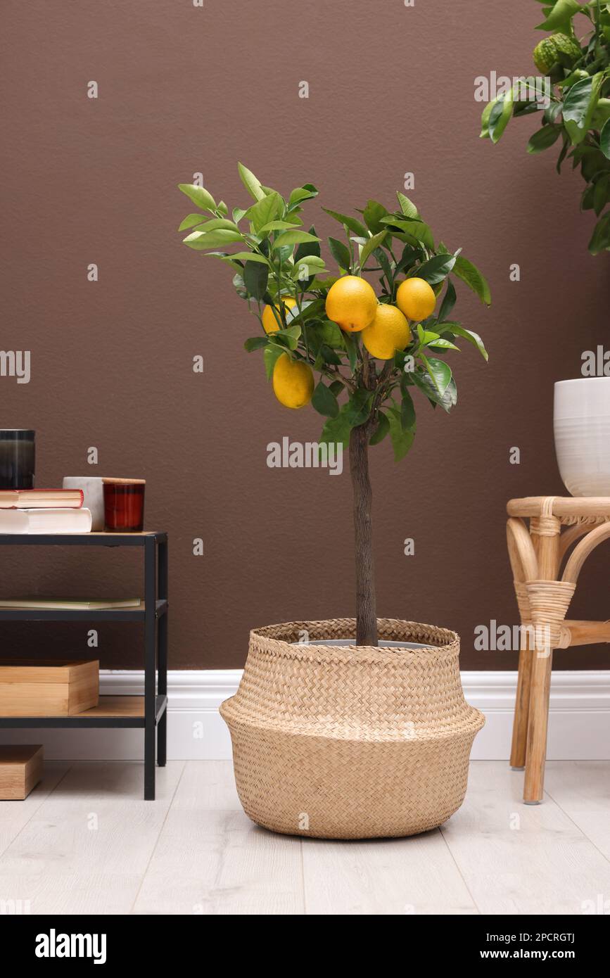 Simple room interior with small potted lemon tree and console table ...